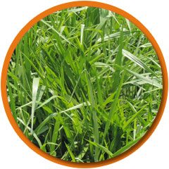 B. Brizantha (insurgente ó Marandú) | Semebras